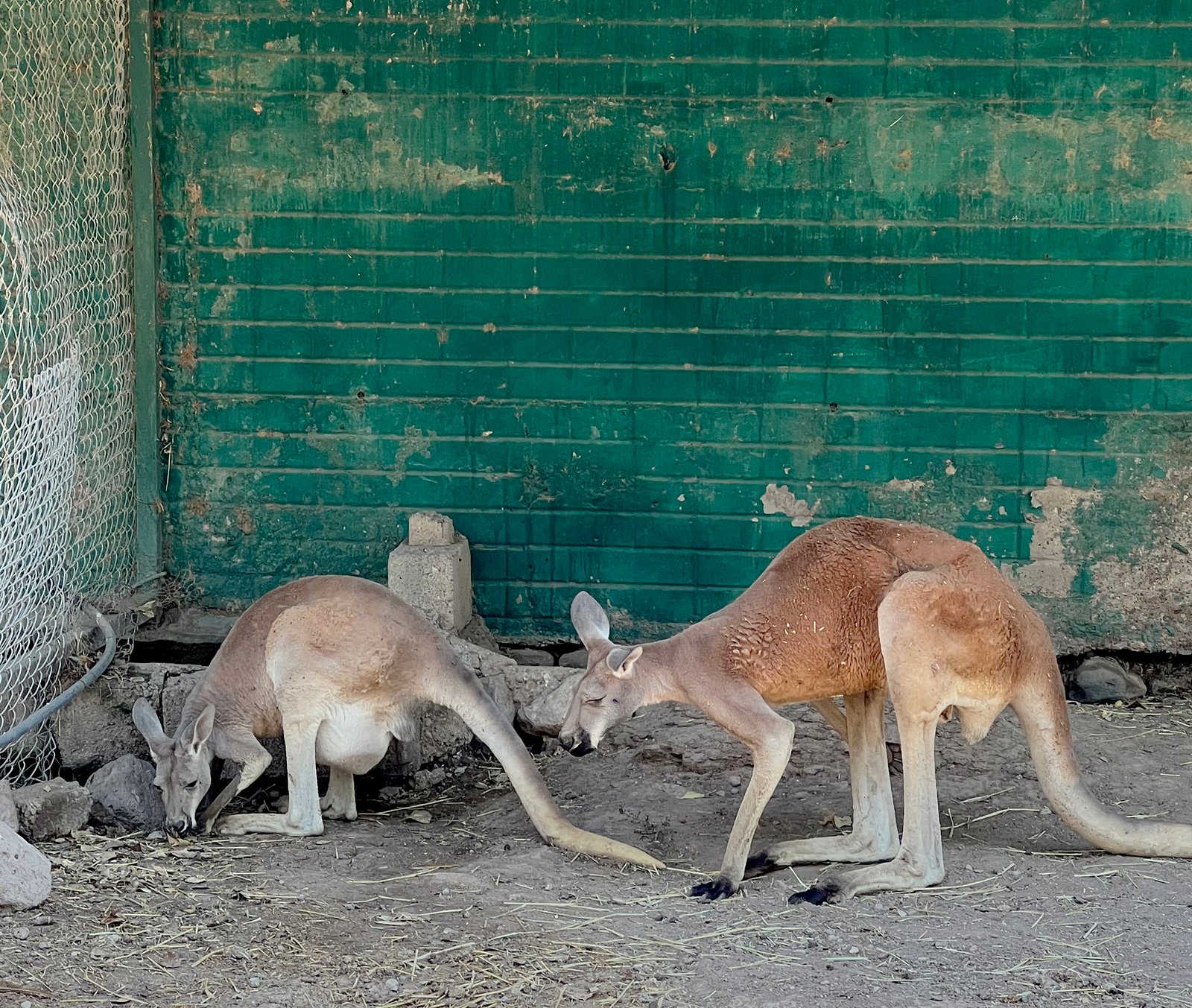 Nace segunda cría de canguro en zoológico de Aldama, después de tres ...